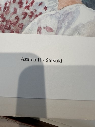 RARE Mary Booth Cabot “AZALEAS II - SATSUKI” Signed, Lmtd Edition Print ...