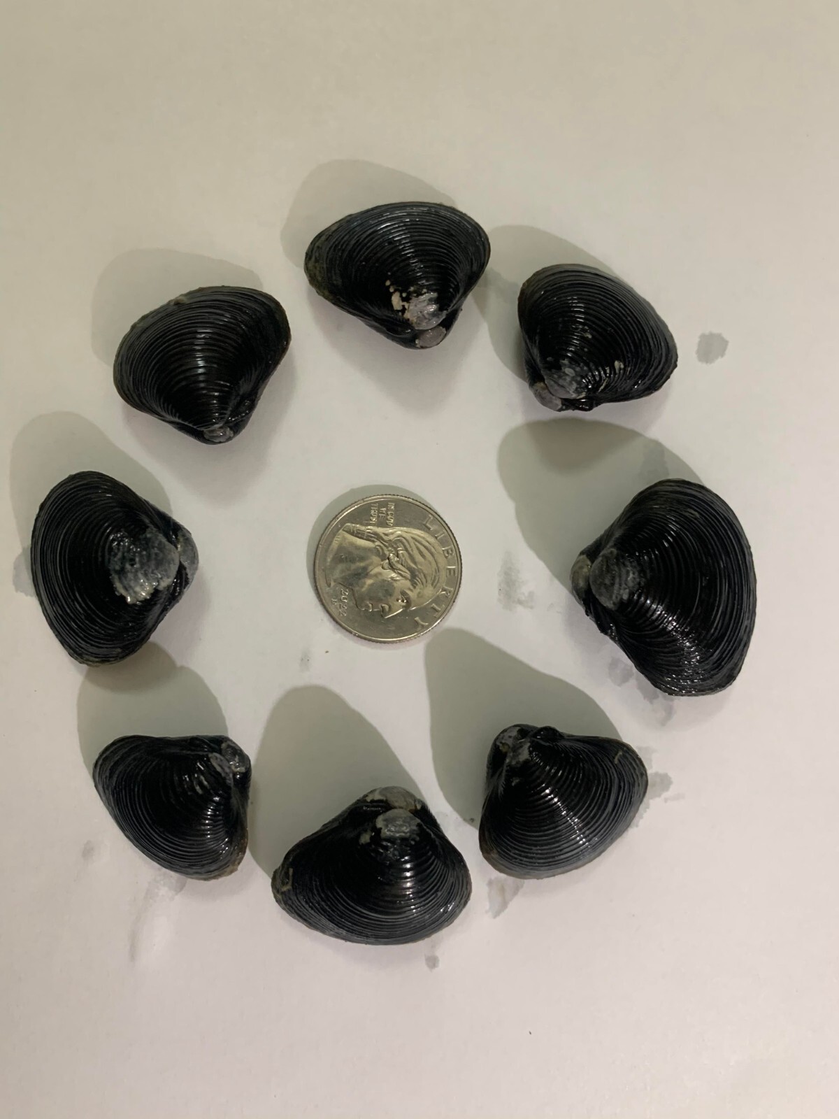 Live Freshwater Clams and Mussels bio filter Aquariums Ponds cleaner ...