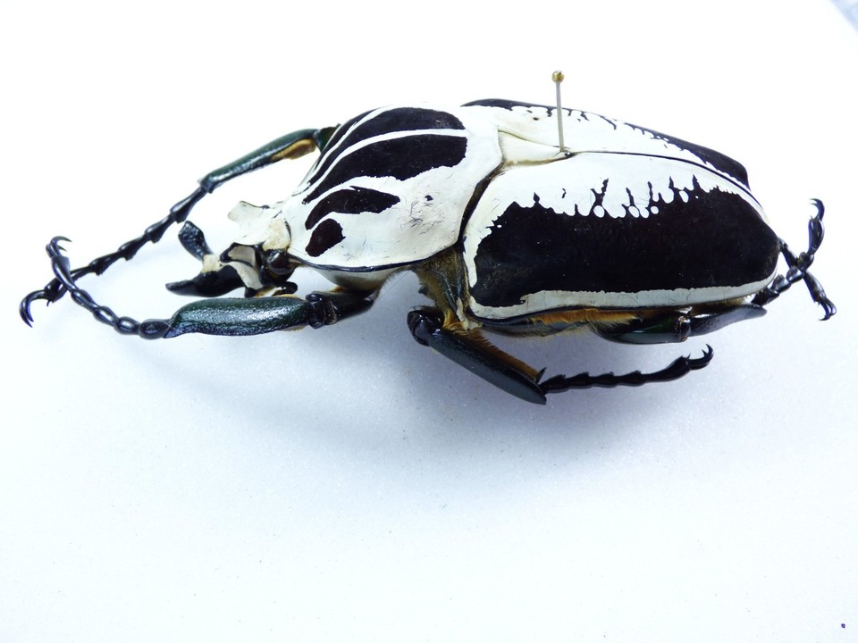 + ENTOMOLOGY, BEETLE: GOLIATHUS REGIUS MALE 92MM COTE D´IVOIRE OLD COLL ...