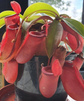 Nepenthes Lady Luck Pitcher Plant. Rooted Carnivorous Plant Shipped in ...
