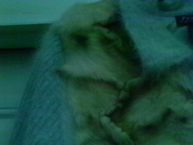 VENESHA ANGORA JACKET WITH FOX FUR BY VENESHA large LUXURY FUR NWT | eBay