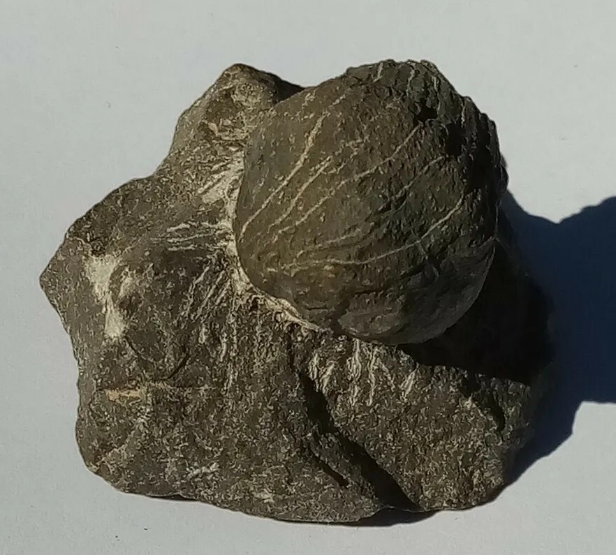 Genuine Phacops TRILOBITE FOSSIL Phacopida Species Matrix Devonian Nice ...