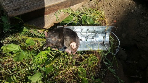 3 X Ground Tunnel Barrel Duffus Mole Traps Fast Mole Control Heavy Duty ...