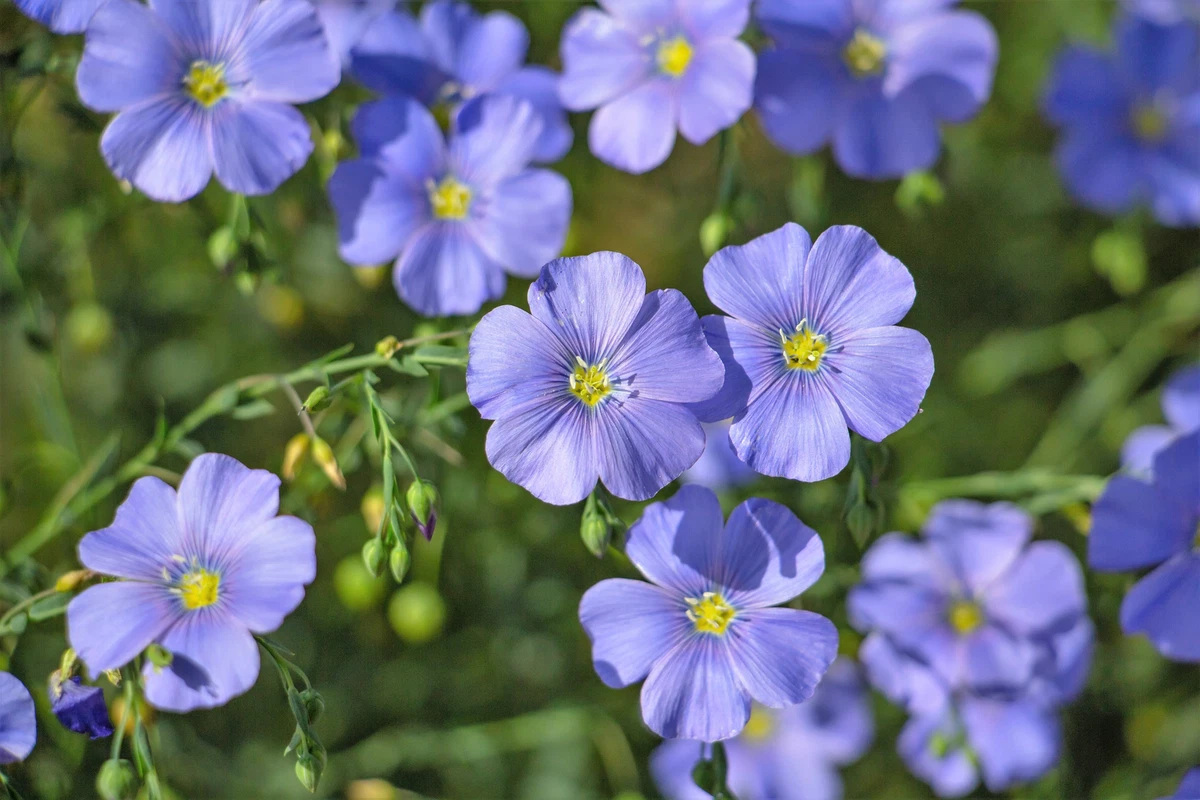 Flax Flower With Seeds
