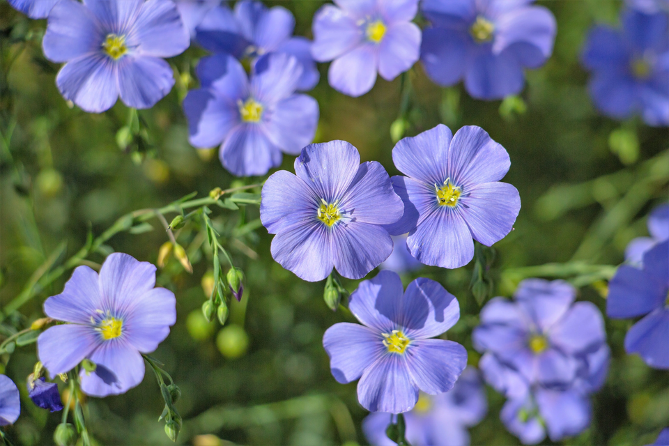 100 BLUE FLAX (Prairie Flax / Lewis Blue Flax) Linum Perenne Lewisii ...