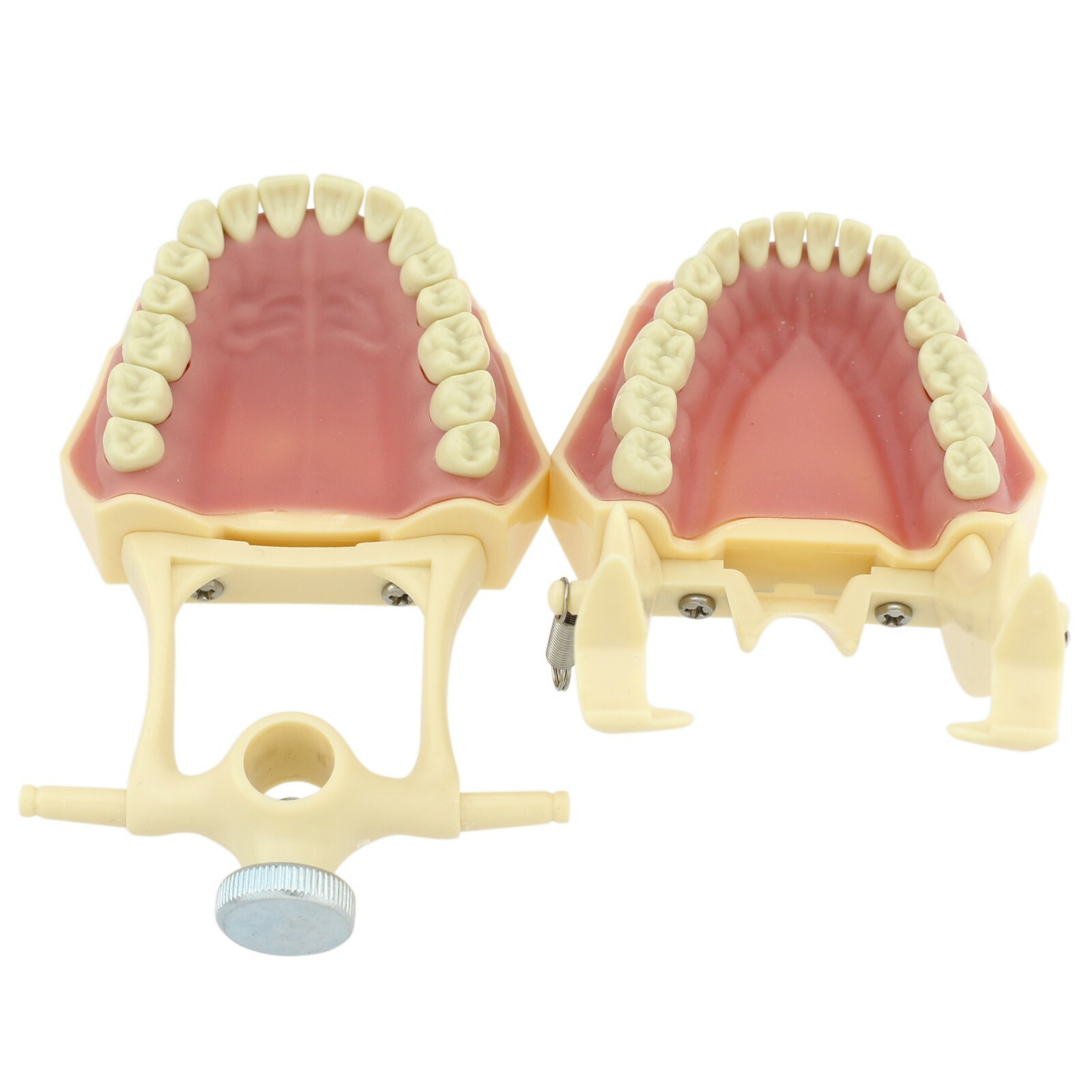 Dental Restorative Typodont Model 32pc Removable Marked Teeth M8014-2 ...