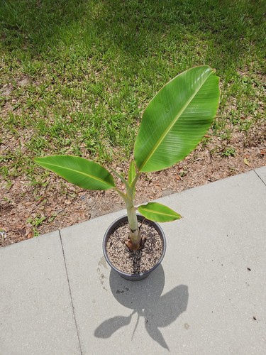 Ice Cream Banana Plant Musa Blue Java Banana Pup Not a TC - 2+ ft Tall ...