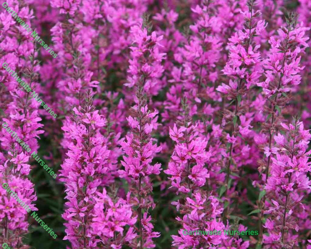POTTED 1 LITRE LYTHRUM SALICARIA ROBERT (PINK LOOSESTRIFE)SUMMER ...