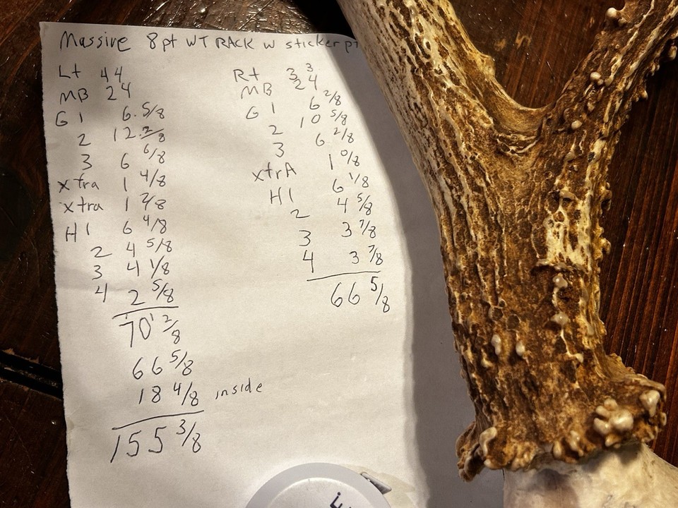 155 3/8” Awesome Kansas Whitetail WILD Deer Antlers Taxidermy Mount ...