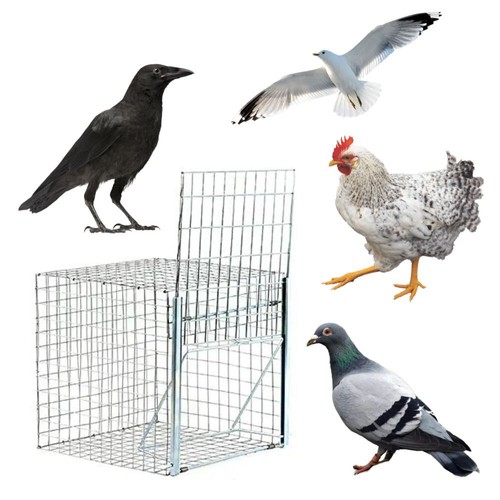 SINGLE CATCH BIRD TRAP DIY Humane Large Pigeon Trap Crows, Seagulls ...