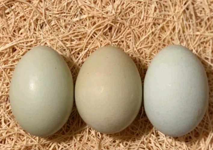 6 Easter Egger Fertile Hatching Eggs. | eBay