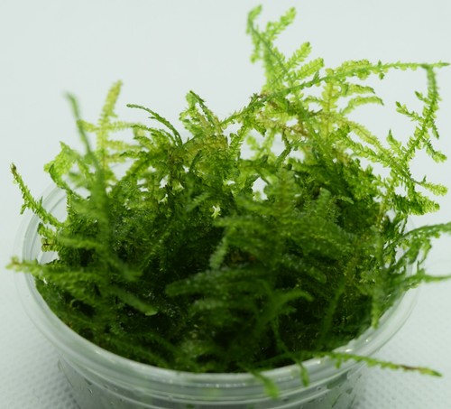 Spiky Moss (Taxiphyllum sp. "Spiky") :: Live Aquatic Aquarium Plant | eBay