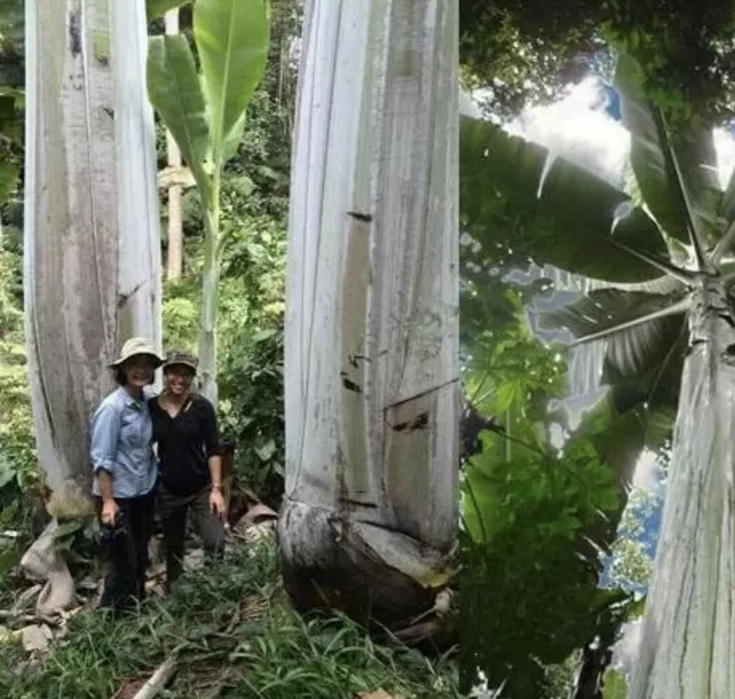 Mekong Giant Banana