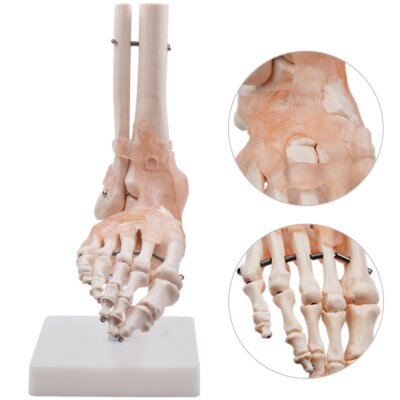 Foot Joint Model Human Foot Ankle Joint Model with Ligament Medical ...