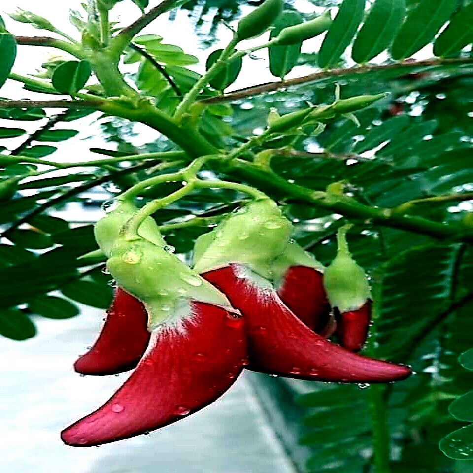 20 Hummingbird Tree Seeds (Sesbania grandiflora) "Agati" Flower Plant ...
