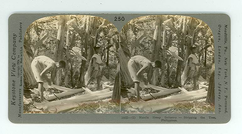 Wsa9760 Keystone 10035 Stripping The Hemp Tree Manila Philippines D | eBay