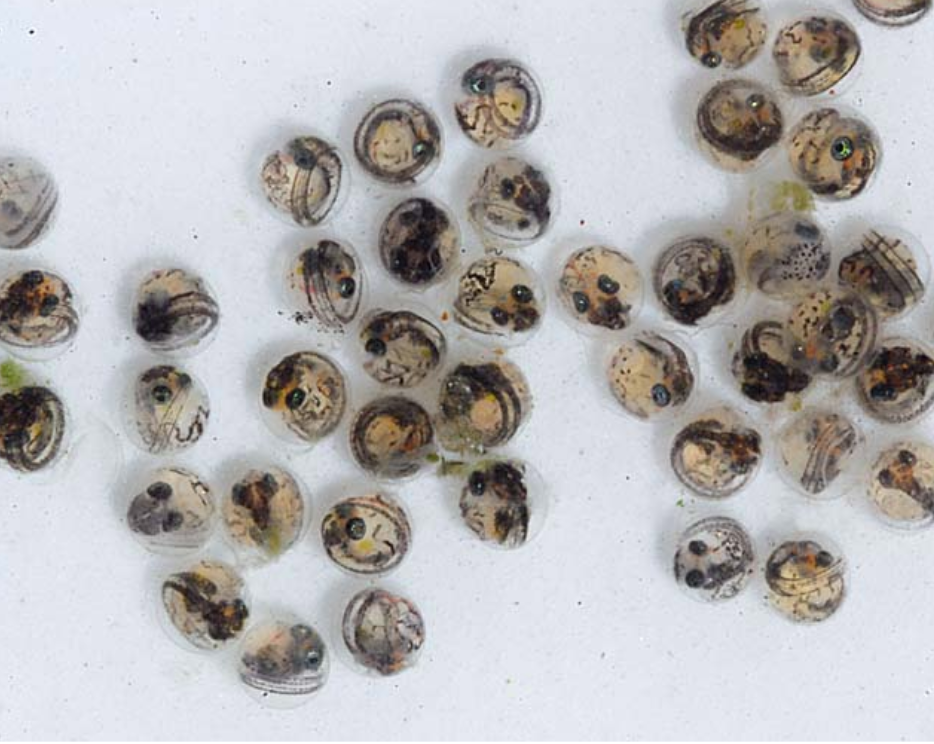 Silver "Miyuki" Medaka Rice Fish Eggs | eBay UK