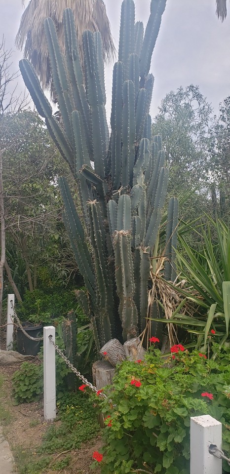 Fairytale Cactus Top Cuttings Only 9 To 12 Inch Each Rooted beautiful Cactus | eBay