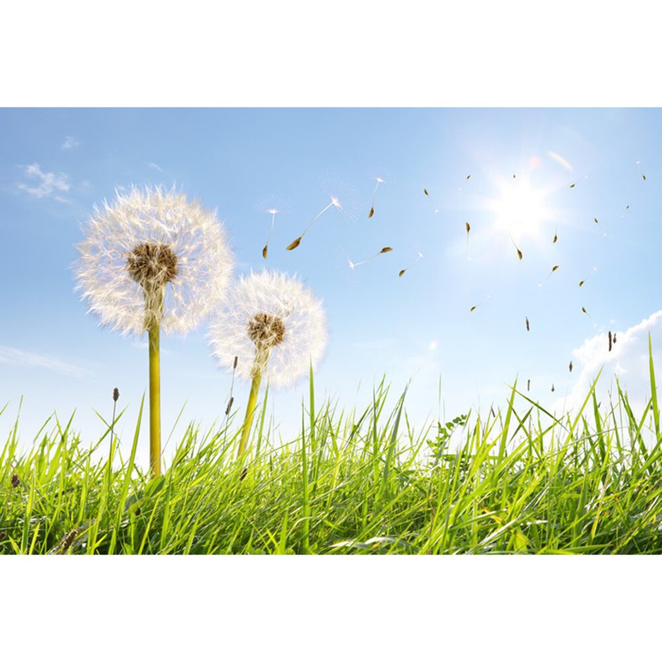 Spring Dandelions Wall Mural Wallpaper WS-42446 | eBay UK