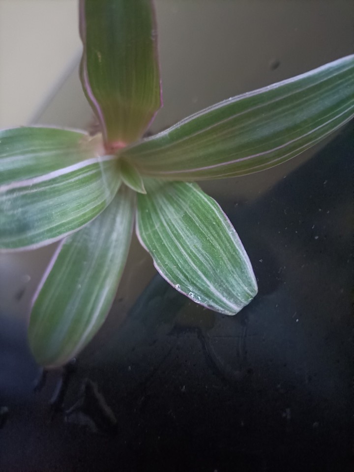 RARE Tradescantia Spathacea/Boat Lily "Sitara" Rooted Cutting SENT ...