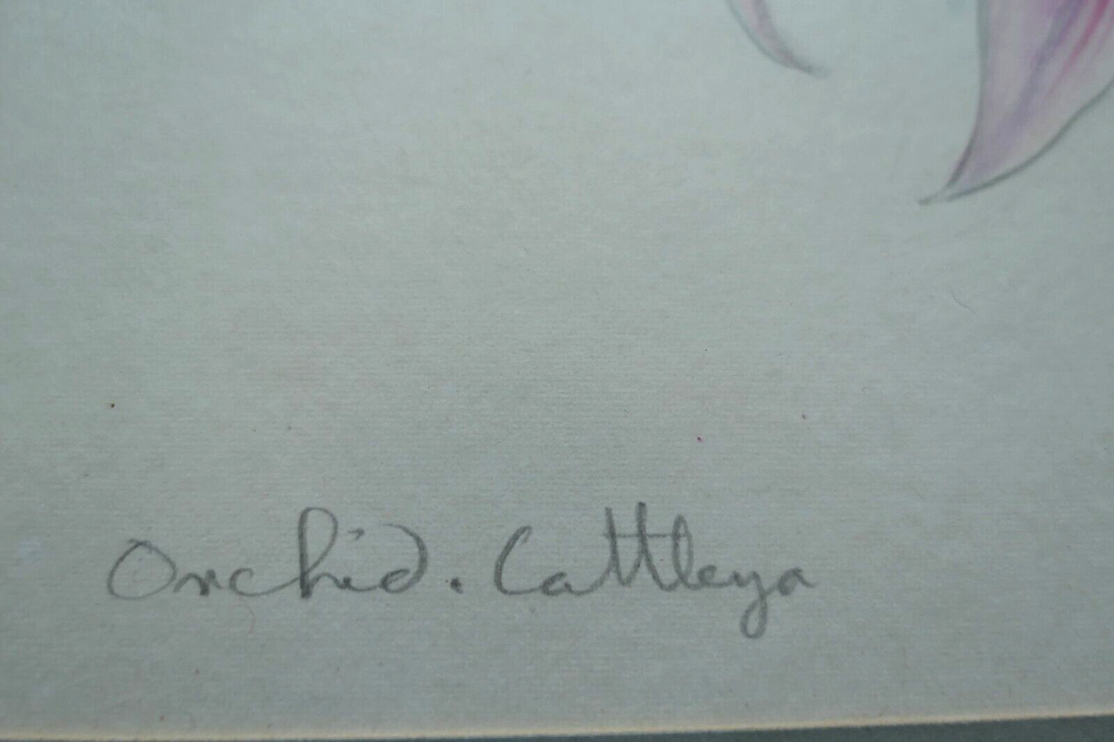 STUART MAXWELL ARMFIELD ( 1916 - 1999 ) Watercolour. Orchid Cattleya ...