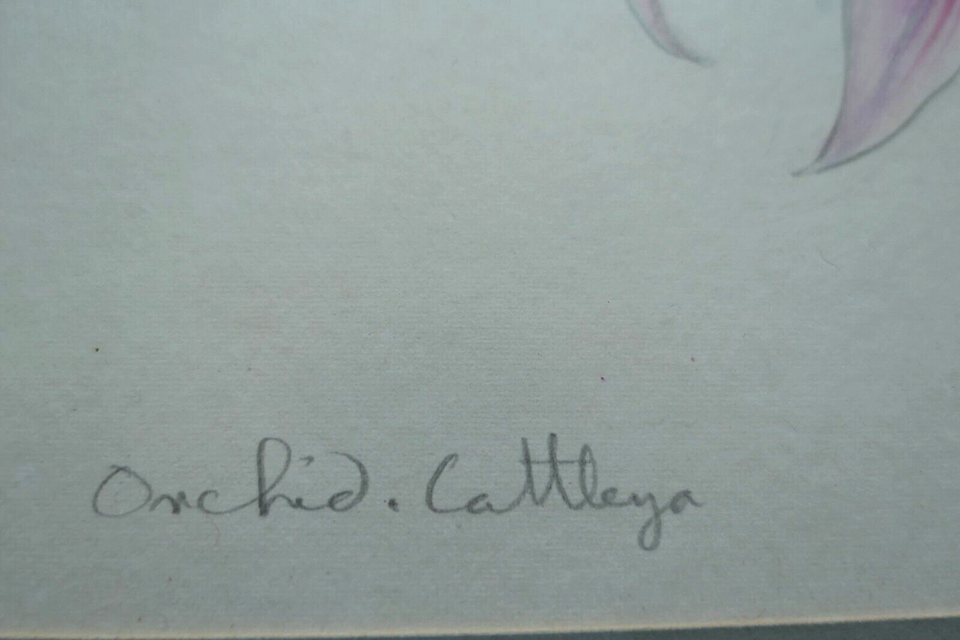 STUART MAXWELL ARMFIELD ( 1916 - 1999 ) Watercolour. Orchid Cattleya ...