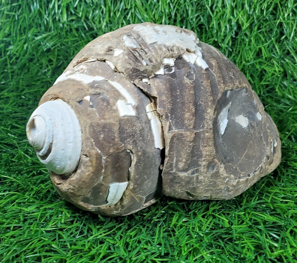 1001Gr Natural Rough Gastropod Sea Shell Fossil Mollusca | eBay