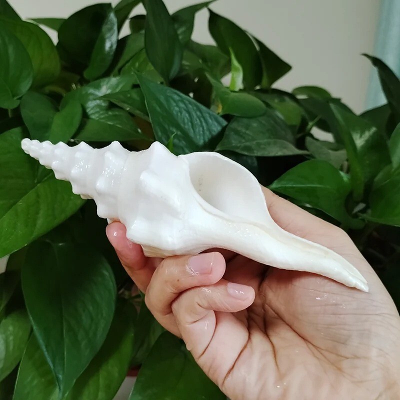 Large Natural Wavy Spindle White Fusinus Undatus Seashell Conch Real 7 ...