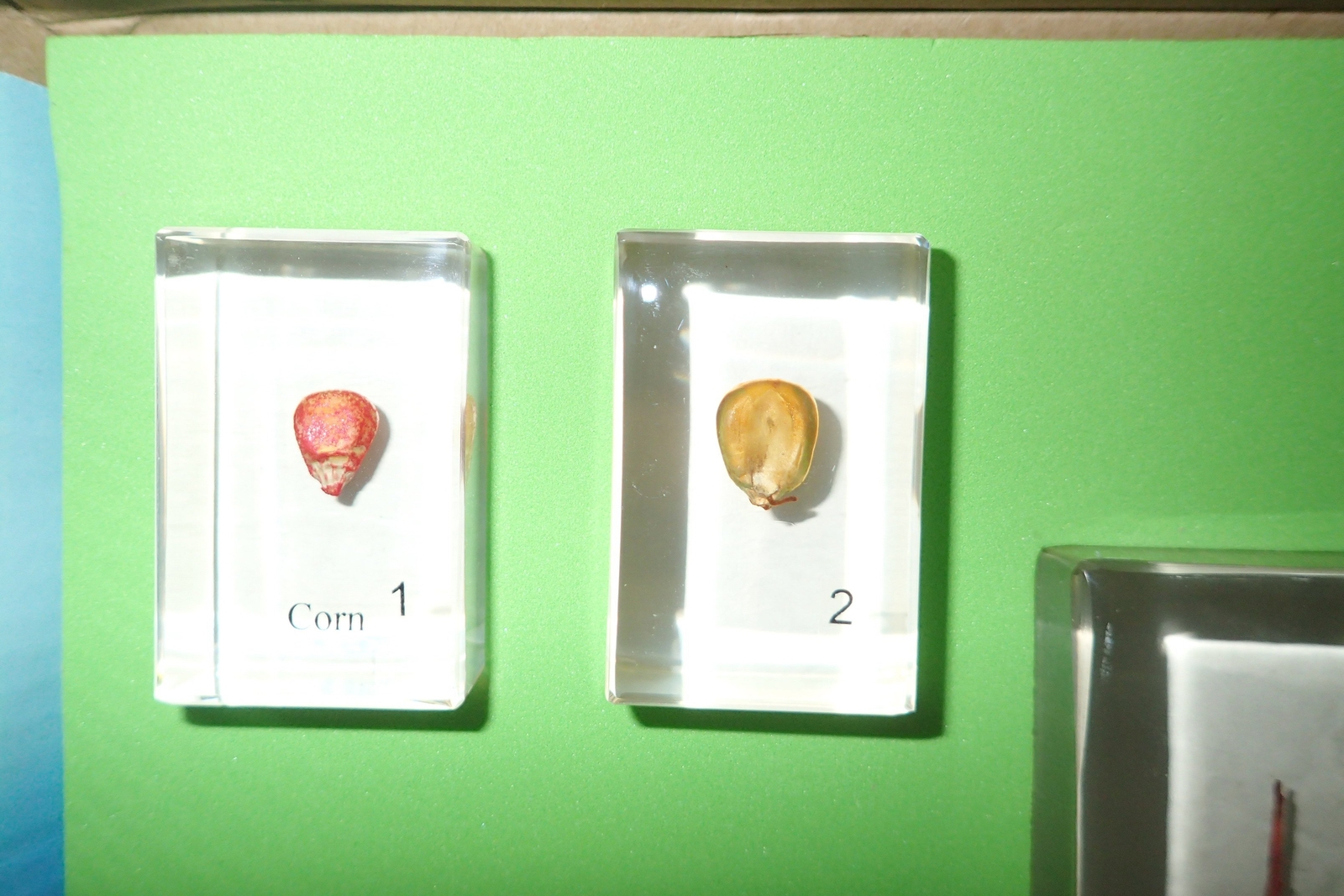 Corn Zea mays Germination Set 6 Clear Resin Block Education Plant ...