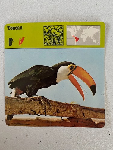 1975 - Editions Rencountre - S.A. Lausanne - Toucan - Flash Card | eBay