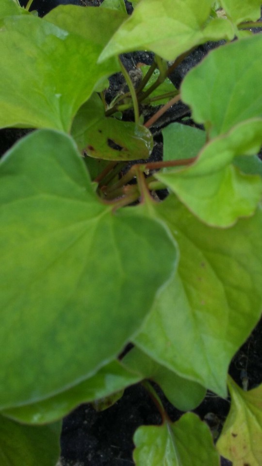 20 Live Bare Root Fish Mint Houttuynia Cordata Asian Herb Starter ...