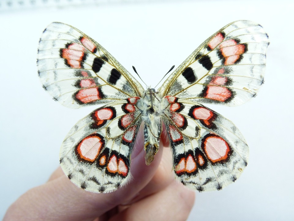 ENTOMOLOGY, BUTTERFLY: PARNASSIUS NOMION KOIWAYAI FORM FEMALE CHINA ...