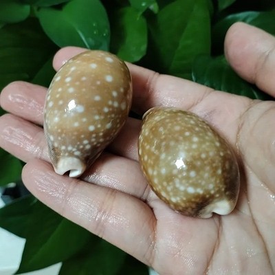 Large Natural Dear Calf Cowrie Seashell Cypraea Vitellus Rare Real 1.5 ...