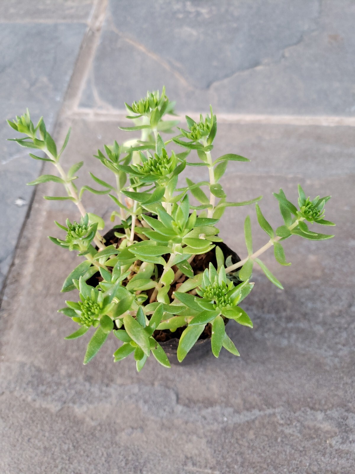 垂盆草 Sedum Sarmentosum Stonecrop Perennial Plant in 2.5" pot Edible ...