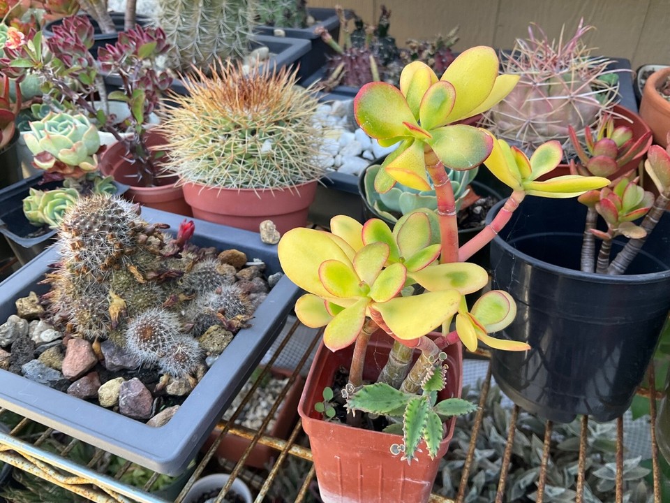 Golden Jade 'Hummel's Sunset' Crassula Ovata Argentea 5" fresh rooted ...