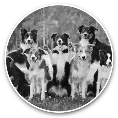 2 x Vinyl Stickers 15cm (bw) - Border Collie Dogs Black Brown Mix ...