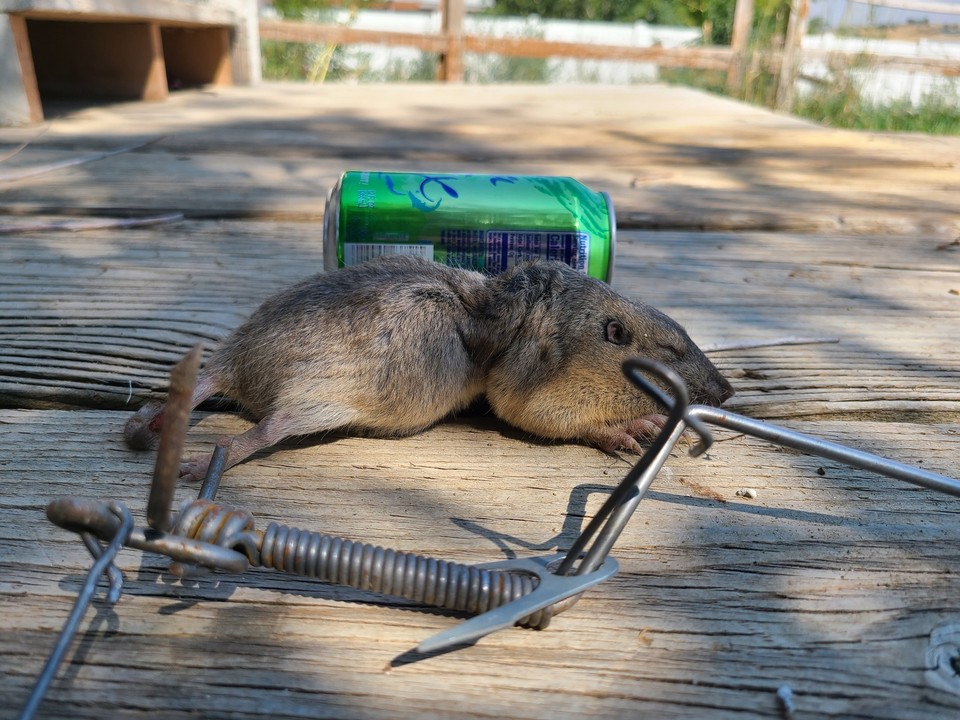 TRAP GOPHER DEATH-KLUTCH STEEL | eBay
