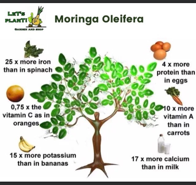 Moringa Oleifera