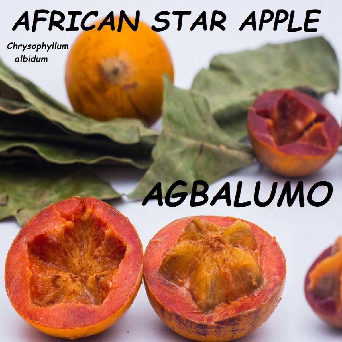 African Star Apple