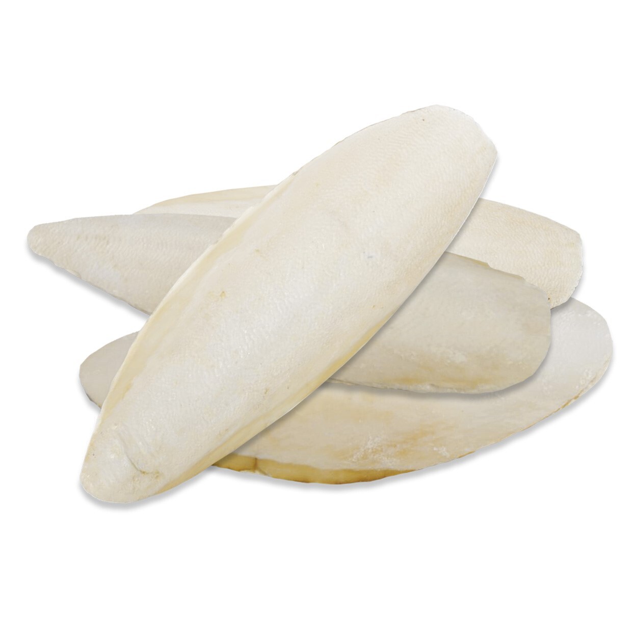 Birdie Basics Cuttlebone - Medium - 5" - 5 lb 48081511466 | eBay