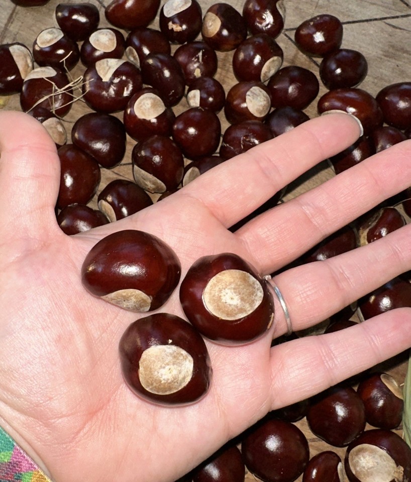 20+ seeds Fresh Collected Buckeye Seeds Nuts Yellow Ohio Aesculus ...