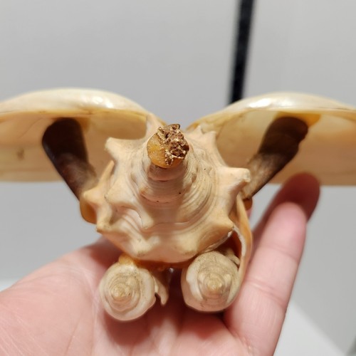 Vintage Hand Crafted Sea Shell Airplane Sculpture Figurine | eBay