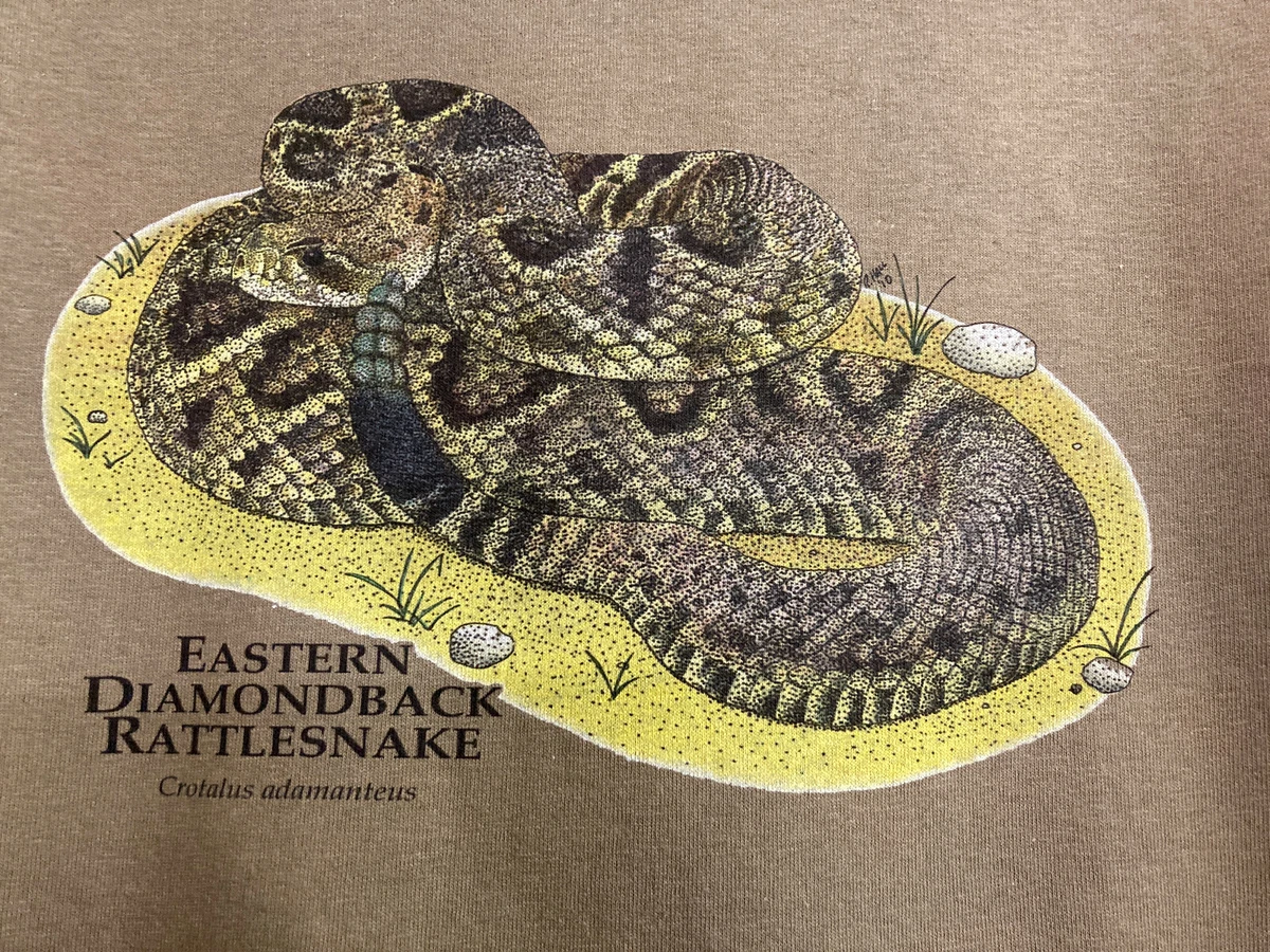Diamondback Rattlesnake Illustration