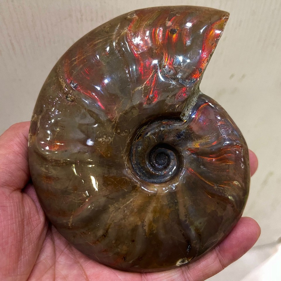 300-450g Top Natural Rainbow Ammonite Fossil Conch Quartz Crystal ...