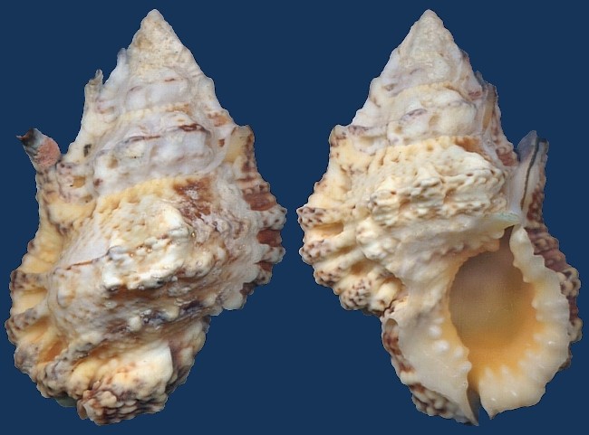 Shell Bursa tuberosissima Seashell | eBay