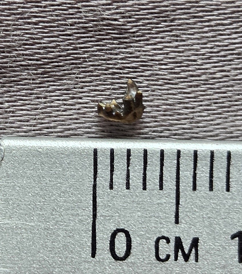 Very Rare Multituberculate Dinosaur Age Mammal Tooth Fossil Hellcreek ...