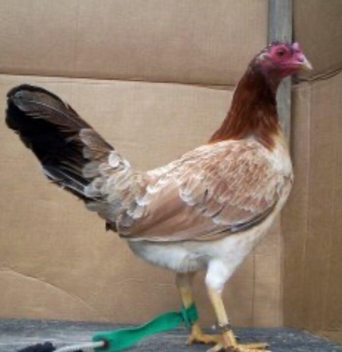 14- 5k Sweater 🔥 Gamefowl Game Chicken Hatching Eggs | eBay