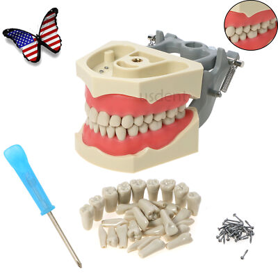 32pcs Columbia Dentoform Dental Typodont Model Removable Teeth Soft ...