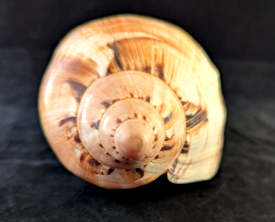 Cymbiola magnifica Volute Sea Shell 209 mm NSW Magnificent Volute | eBay