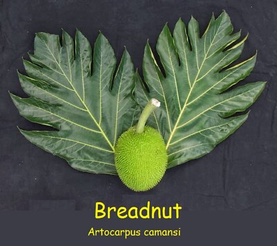 ~BREADNUT~ Artocarpus Camansi Breadfruit Tree Live fruit tree potd ...